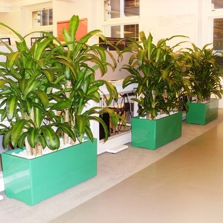 Indoor Plants Hire Sydney