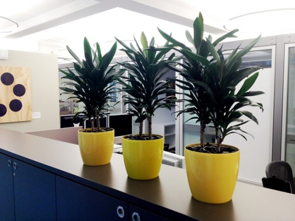 Desktop Planters - Perfection Plant Hire