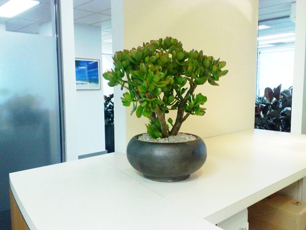Desktop Planters - Perfection Plant Hire