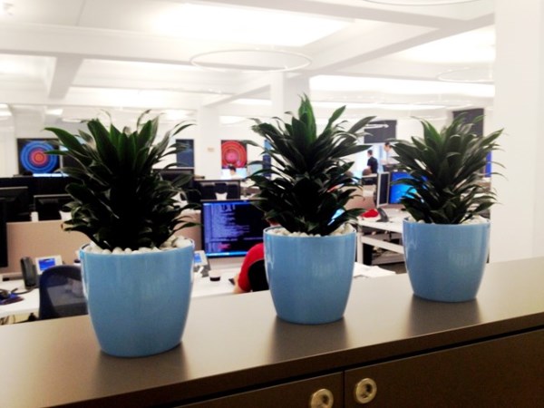 Desktop Planters - Perfection Plant Hire