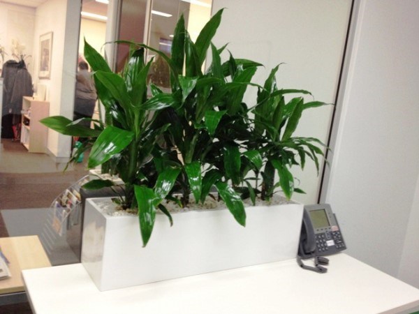 Desktop Planters - Perfection Plant Hire