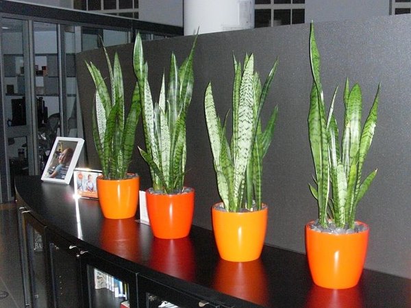 Desktop Planters - Perfection Plant Hire