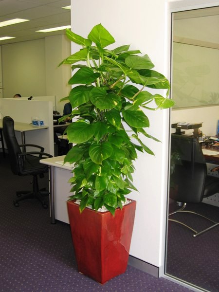 Floor Standing Planters - Perfection Plant Hire